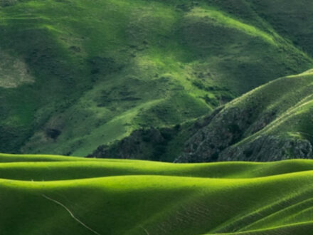 New Zealand - Microsoft Local