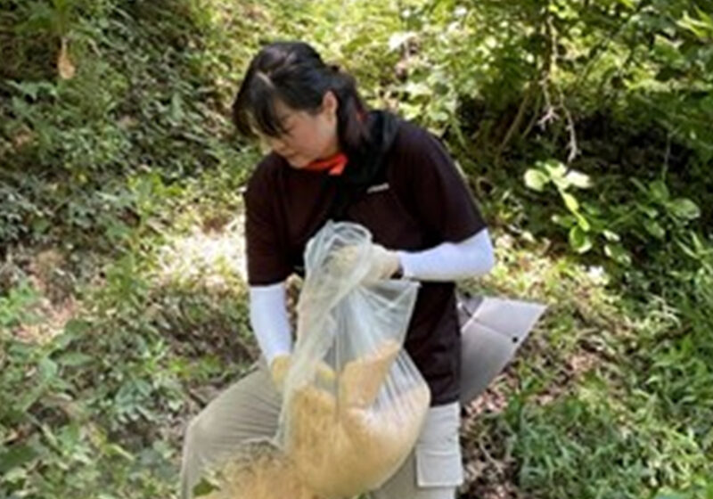 Rozszerzenie wysiłków na rzecz odtworzenia rodzimych roślin w Gwanaksan Mountain - Microsoft Local