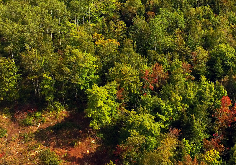 Canada - Microsoft Local